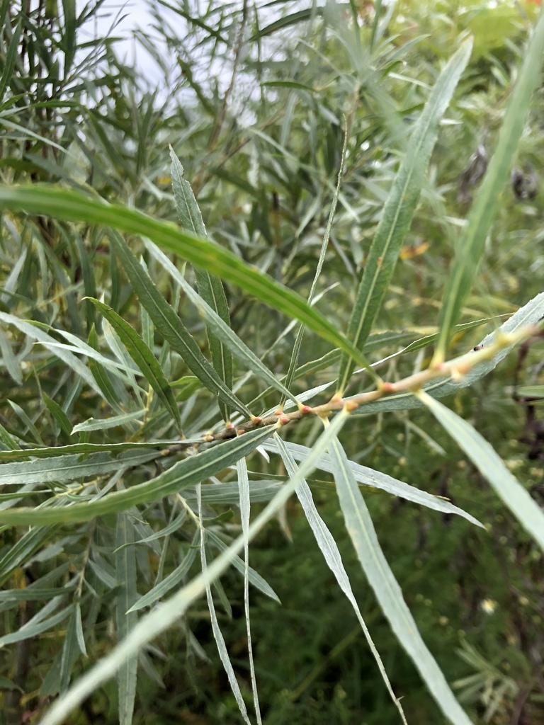 interior sandbar willow (Salix interior) - Botanical Realm