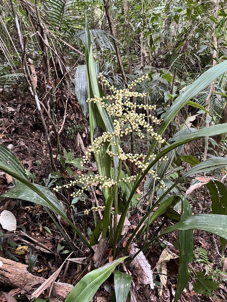 (Hanguana malayana) - Botanical Realm