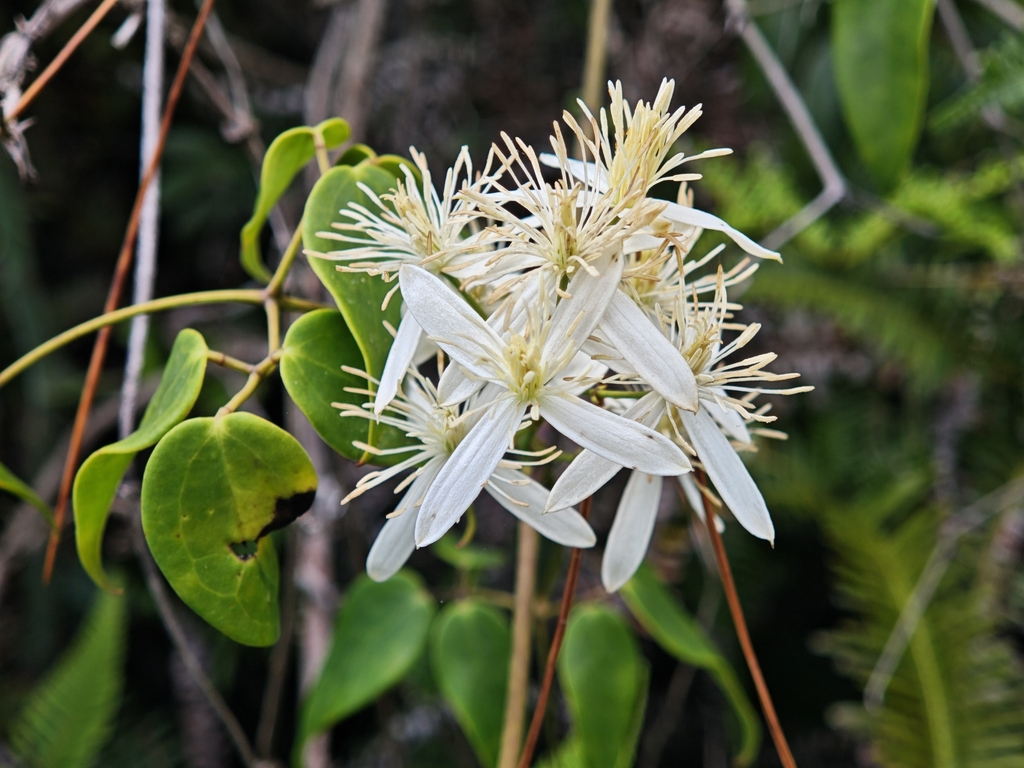 Clematis uncinata from 浙江省舟山市定海区金塘镇柳小线 on July 28, 2025 at 12:46 PM by ...
