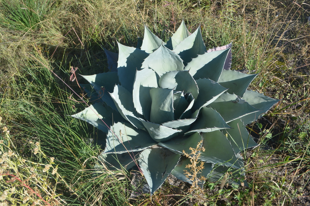 (Agave parrasana) - Botanical Realm