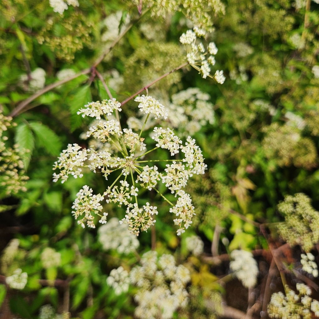 water hemlock from Suamico, WI 54173, USA on July 26, 2025 at 01:47 PM ...