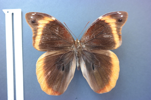 Subspecies Catoblepia orgetorix championi · iNaturalist