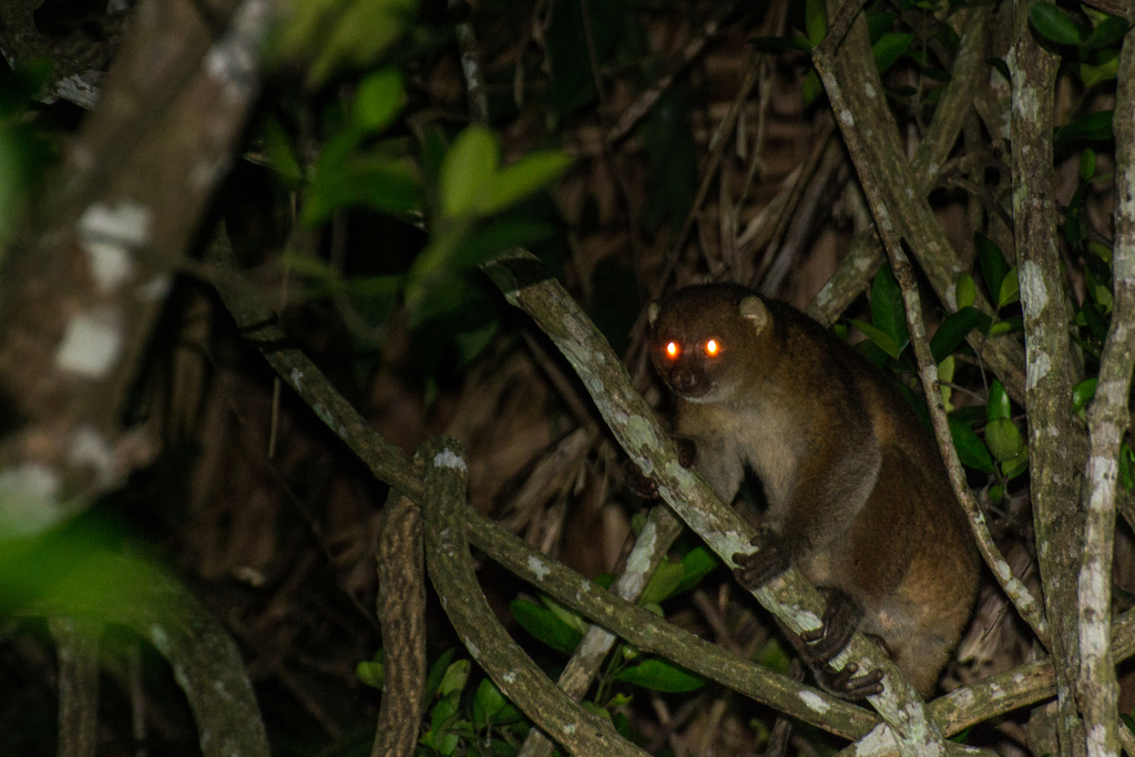 (Perodicticus potto potto) - Know Your Mammals