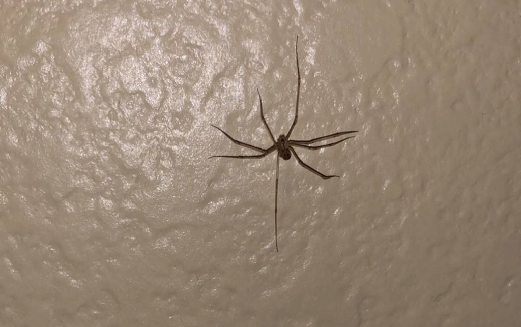Haplogyne Spiders from E 114th Ct N, Owasso, OK, US on October 18, 2019 ...