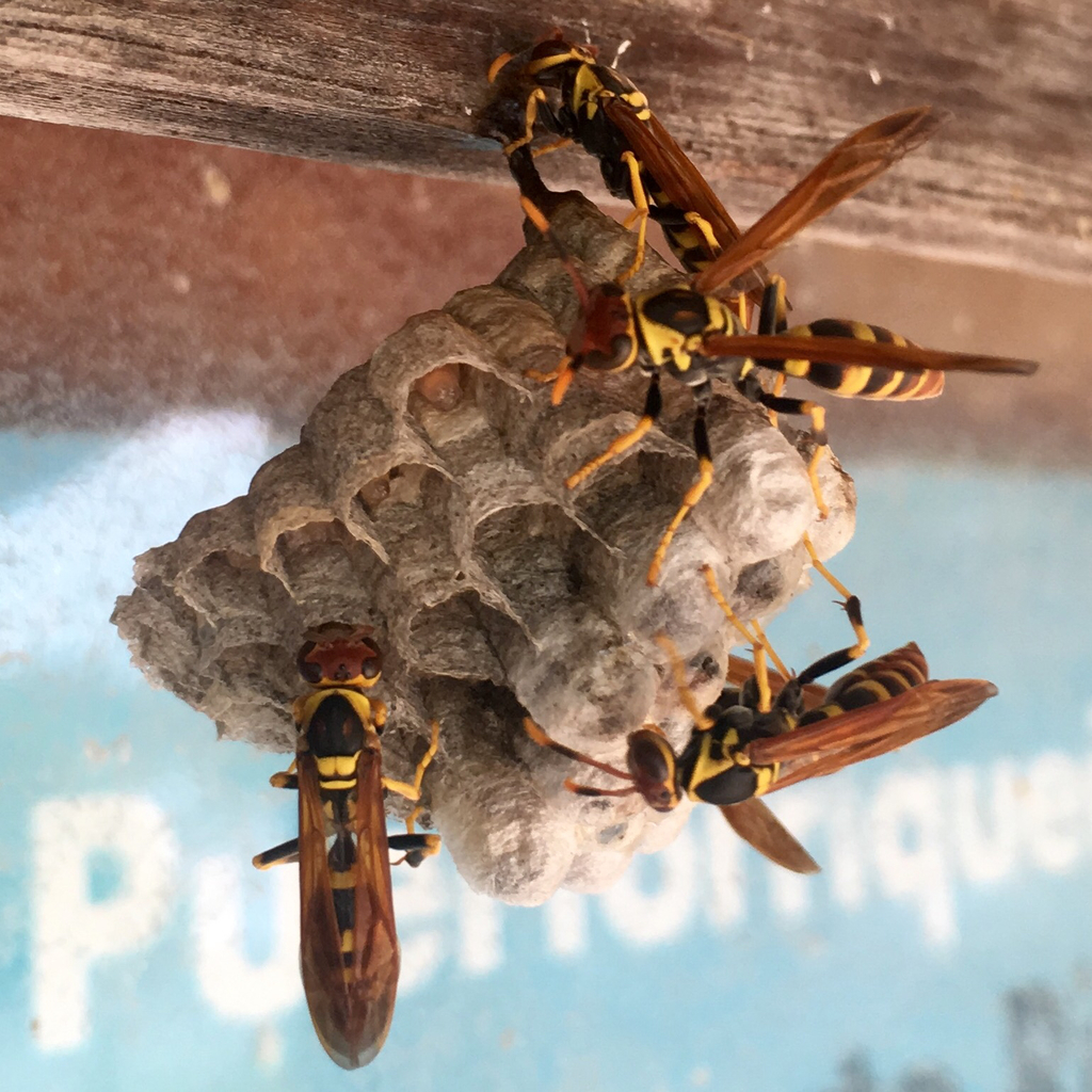 Caribbean Paper Wasp from Bosque Estatal de Guánica, Barina, PR, US on ...