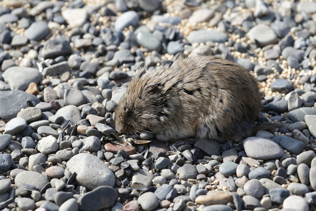 Tundra Vole from Yukon, YT, Canada on June 19, 2019 at 09:40 AM by ...