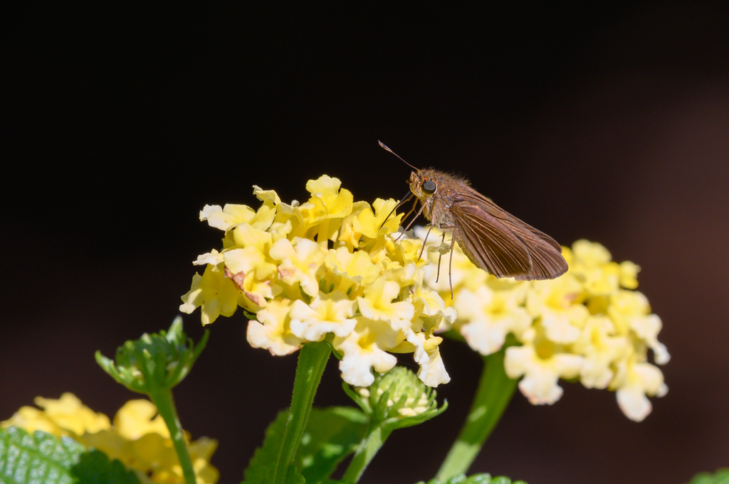 Ocola Skipper from Montgomery, Maryland, United States on October 14 ...
