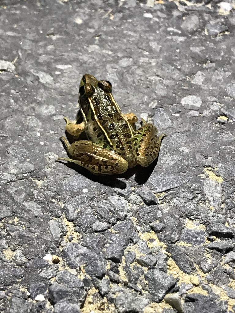 Southern Leopard Frog from Cape Hatteras National Seashore, Frisco, NC ...