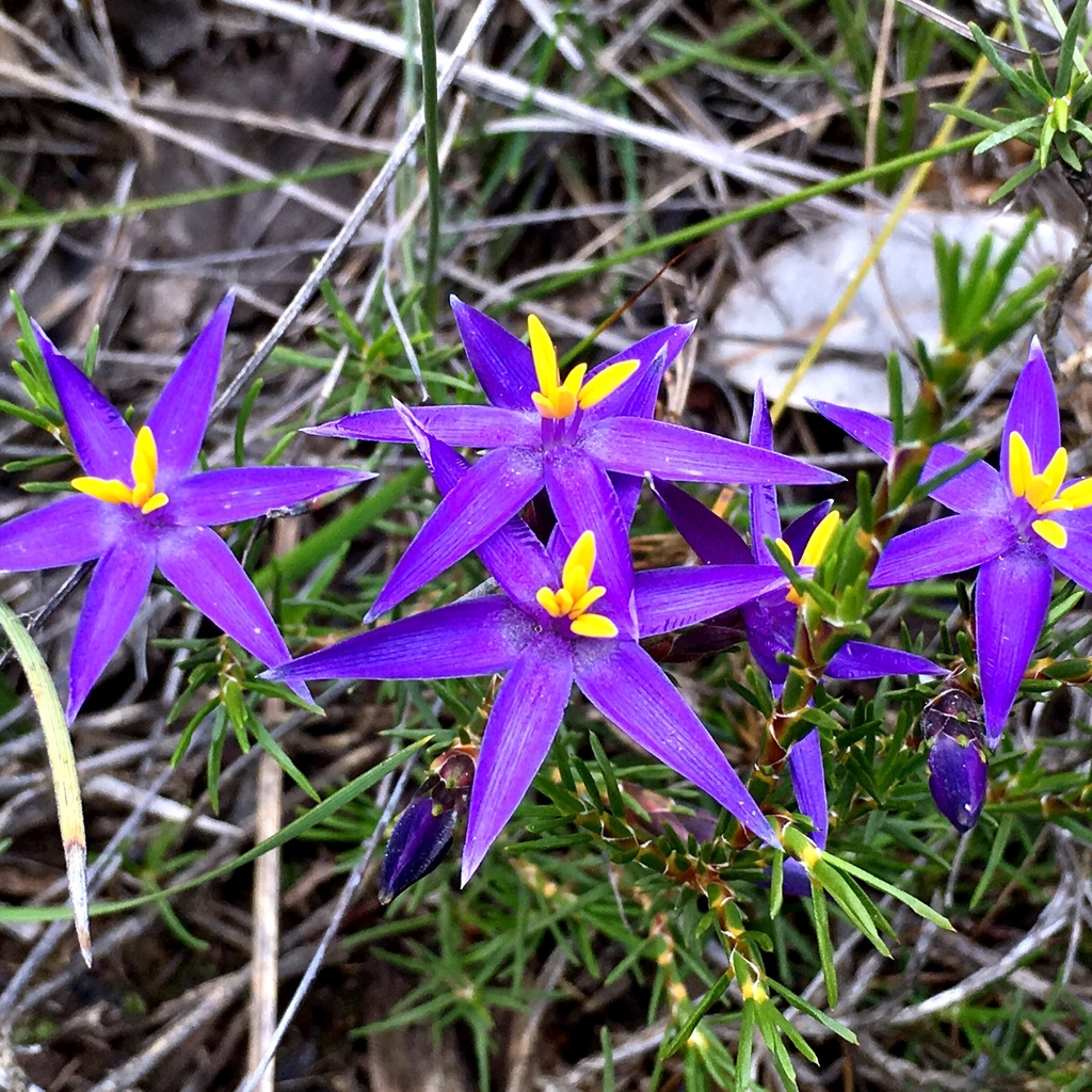 Blue Tinsel Lily (Calectasia grandiflora) - Botanical Realm