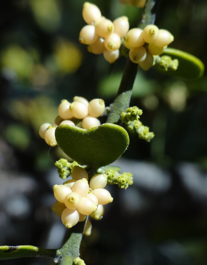 Leafy Mistletoe (BREC's Wildflower Park Guide) · iNaturalist