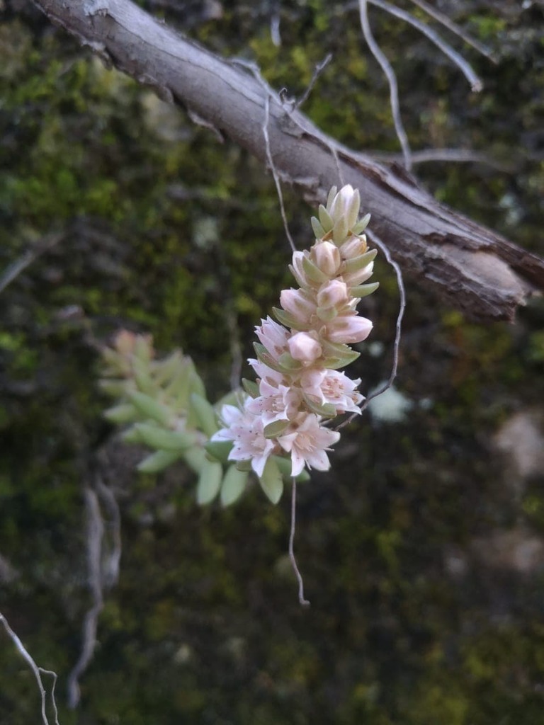 Villadia from Guadalupe y Calvo, Chih., México on October 16, 2019 at ...