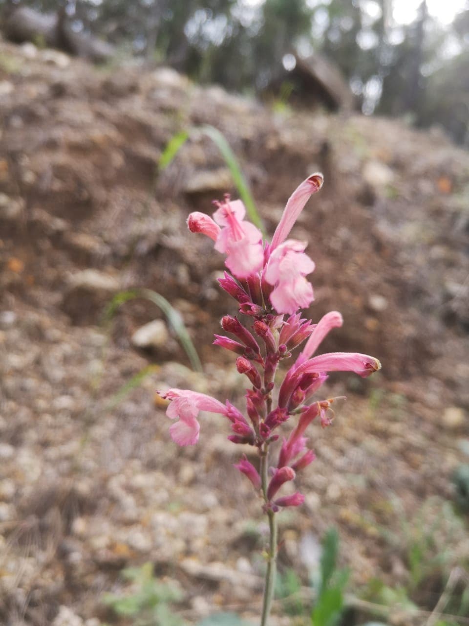 Agastache pallida (Lindl.) Cory