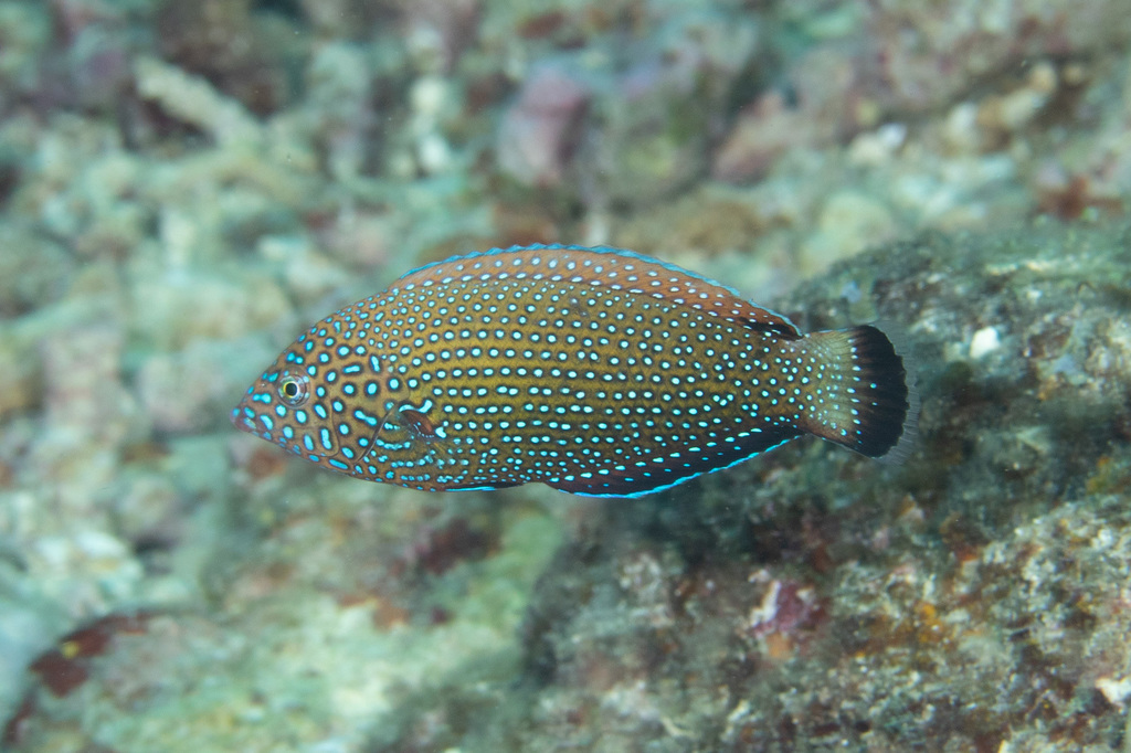 Bluespotted Wrasse (Fish of Coogee Beach) · iNaturalist