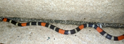 Trinidad Ribbon Coral Snake (Micrurus diutius) - Snakes and Lizards