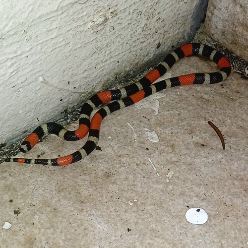 Trinidad Ribbon Coral Snake (Micrurus diutius) - Snakes and Lizards