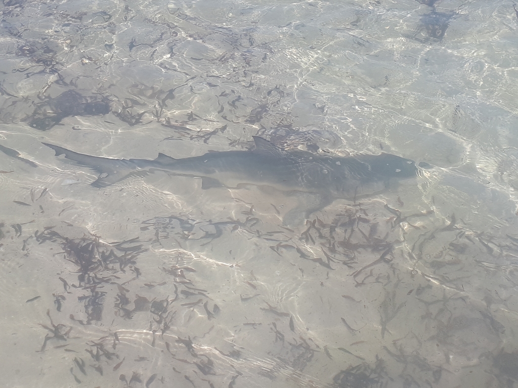 Nervous Shark (Carcharhinus cautus) - Marine Life Identification