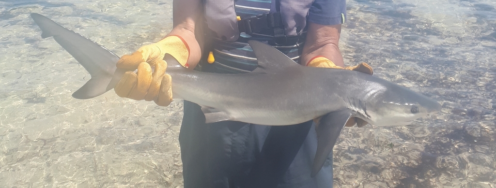 Nervous Shark (Carcharhinus cautus) - Marine Life Identification