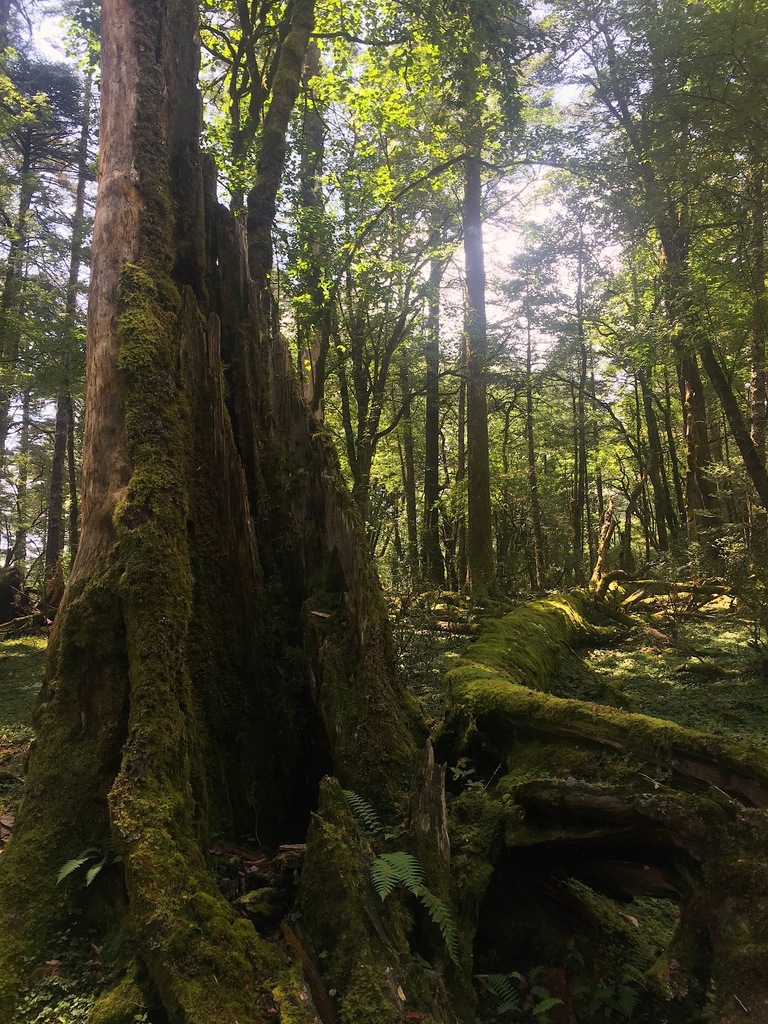 dragon spruce in August 2019 by ggll · iNaturalist