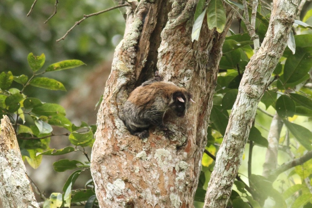 Derby's Anomalure from Imbalanga on October 19, 2019 at 10:38 AM by ...