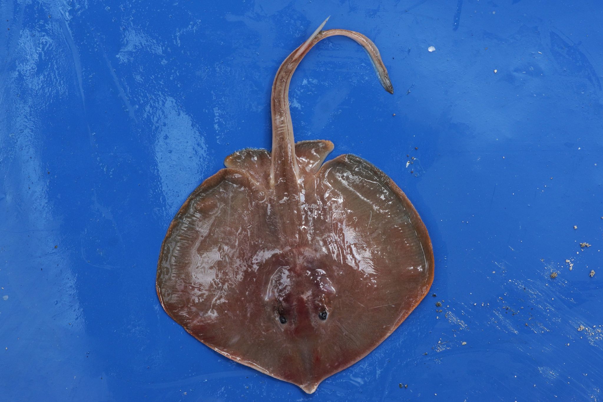 Urotrygon aspidura (Jordan & Gilbert, 1882)