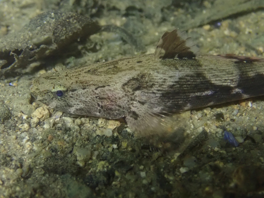 Marbled Goby (Oxyeleotris marmorata) - Marine Life Identification