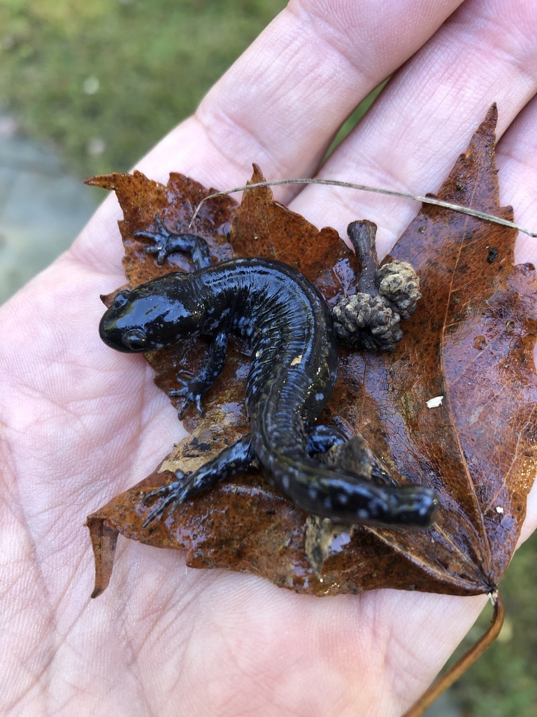Blue-spotted Salamander in October 2019 by avanarsd · iNaturalist
