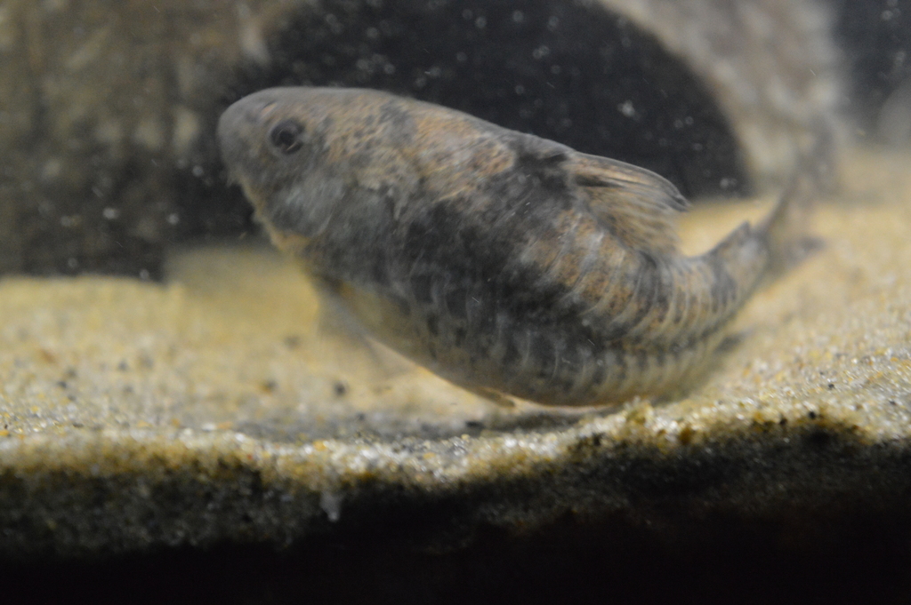 Callichthyid Armored Catfishes (Callichthyidae) - Marine Life ...