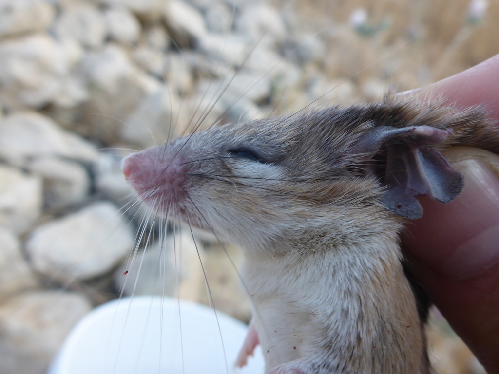 Cairo Spiny Mouse from Tayybeh, Irbid, Jordan on May 24, 2015 at 06:46 ...