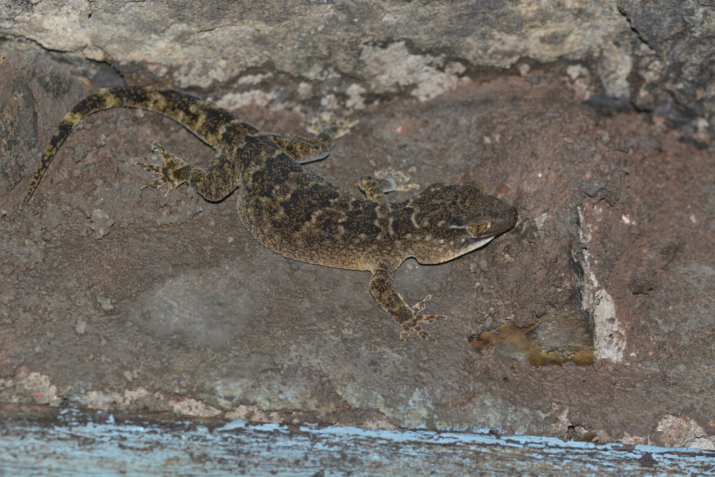 Aaron Bauer's House Gecko from Naneghat, Ghatghar, Maharashtra 421401 ...