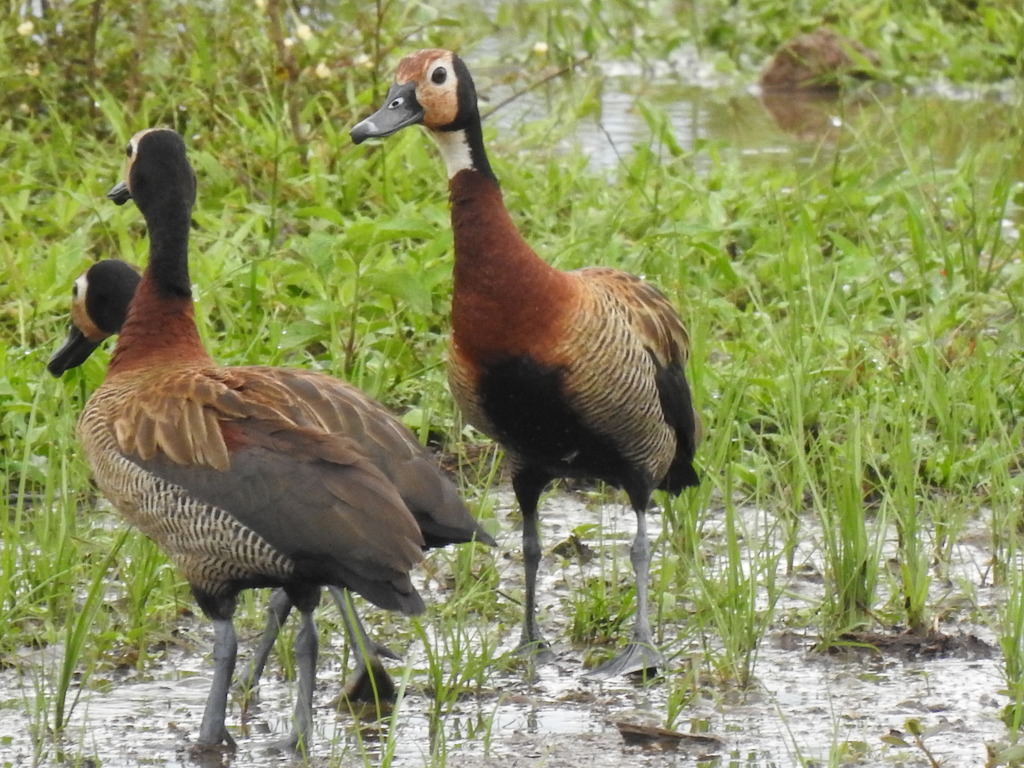 White-faced Whistling-Duck from West Gonja, Ghana on October 8, 2019 at ...