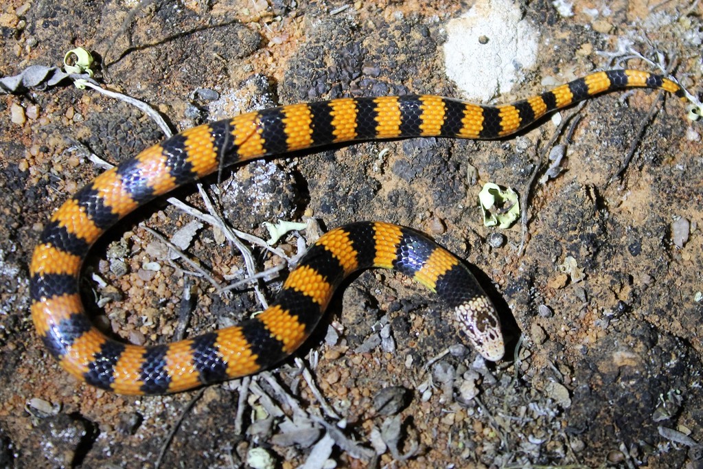 Southern Desert Banded Snake from Whyalla Barson SA 5601, Australia on ...