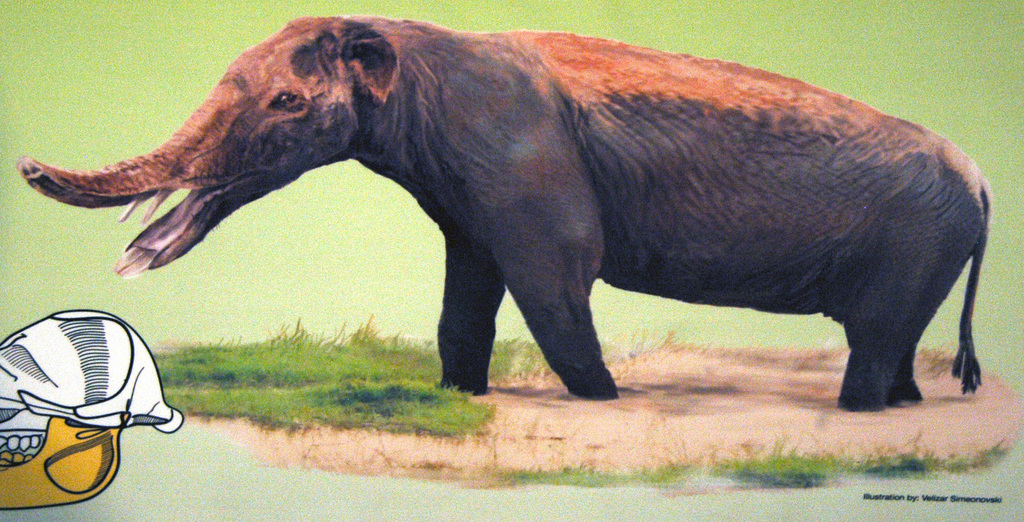 Gomphotheres (Gomphotheriidae) - Know Your Mammals
