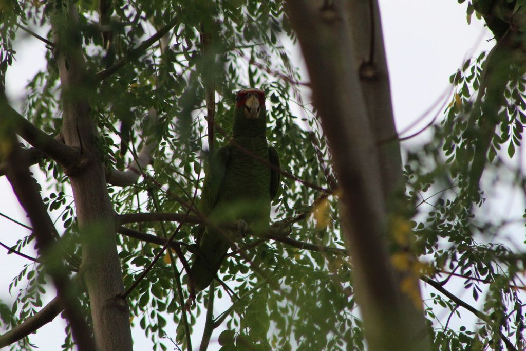 White-fronted Parrot in September 2019 by Carlos Domínguez-Rodríguez ...