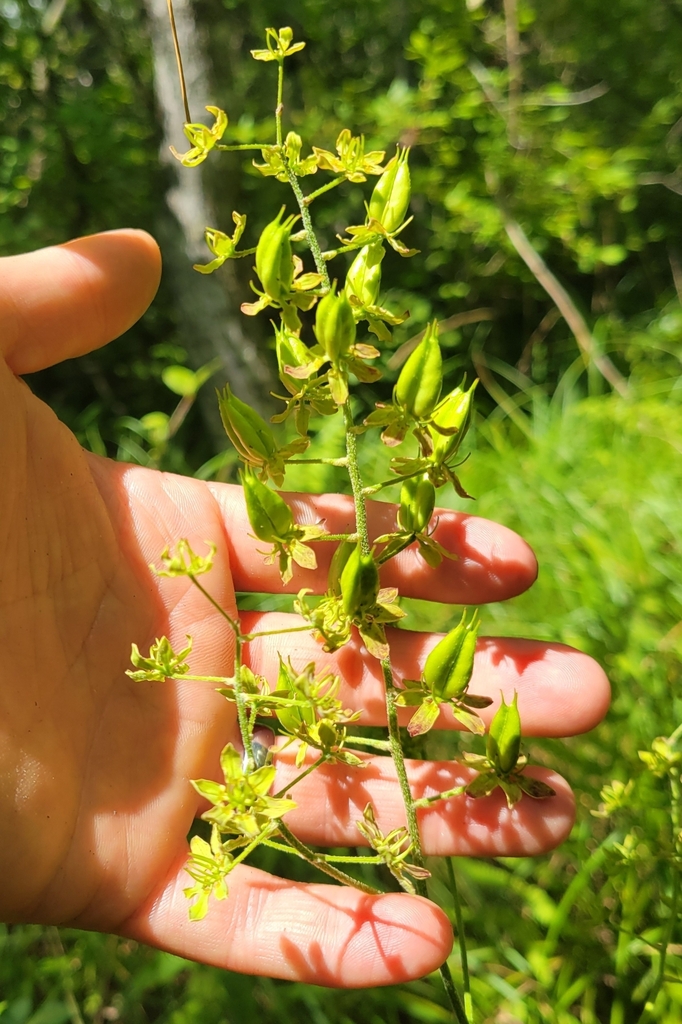 Virginia bunchflower in July 2025 by Joe Girgente · iNaturalist