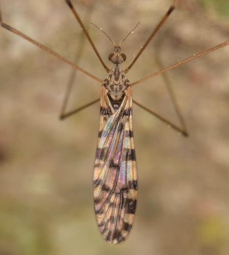 Genus Eloeophila · iNaturalist