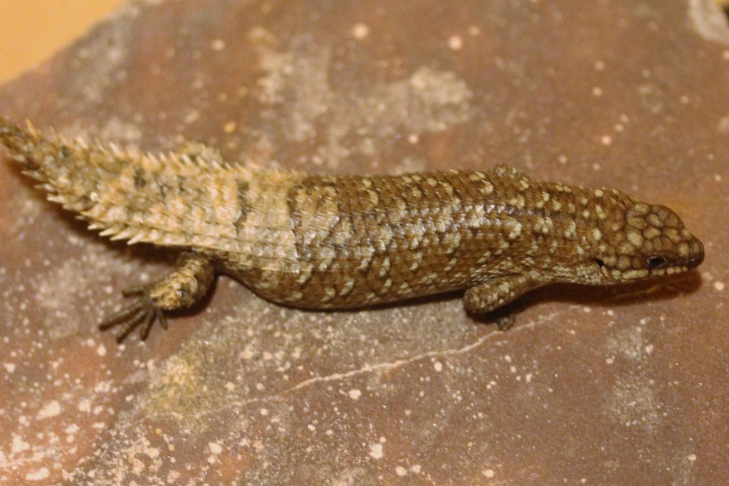 Gidgee Skink in January 2018 by Ted Johansen. Id Ted Johansen · iNaturalist