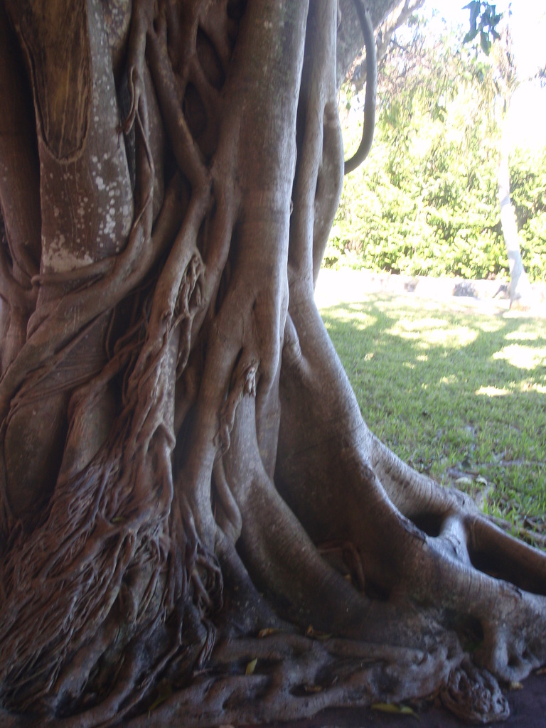 Florida Strangler Fig (ELC Native Plant Guide) · iNaturalist