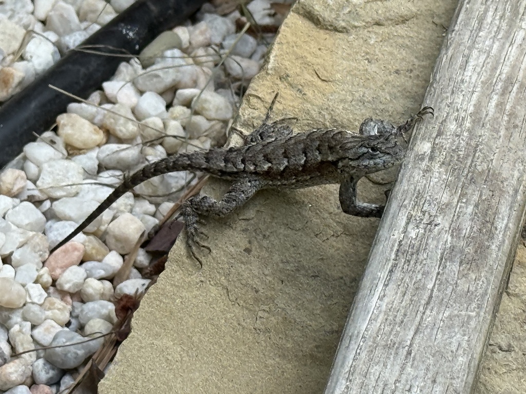 Eastern Fence Lizard from Reynolds Price Way, Durham, NC, US on July 29 ...