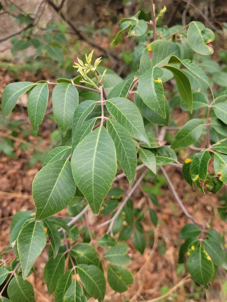 evergreen sumac from San Simon, AZ 85632, USA on July 27, 2025 at 07:52 ...