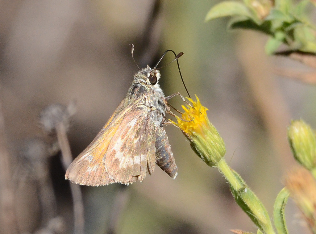 Field Skipper (Southern Plains butterfly guide) · iNaturalist