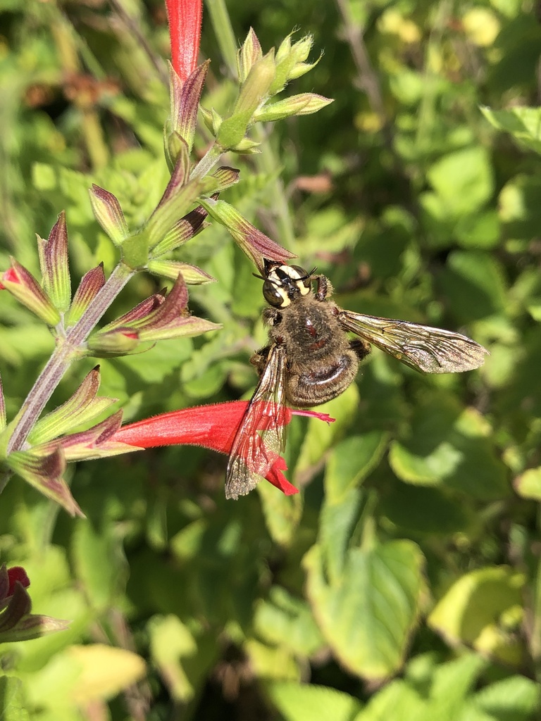 Strand's Carpenter Bee in July 2025 by laurenjansensimpson. One of two ...