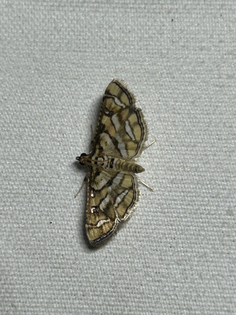 Magician Moth in July 2025 by Jennifer Linde · iNaturalist