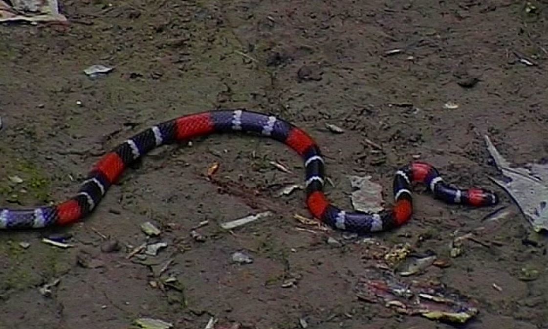 Micrurus filiformis (Günther, 1859)