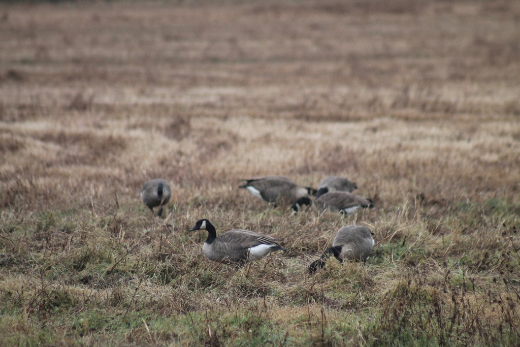 Canada Goose from Panama Flats on October 19, 2019 at 10:21 AM by ...