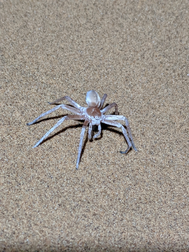 wheel spider from Walvisbay Rural, Namib-Naukluft, NA-ER, NA on ...