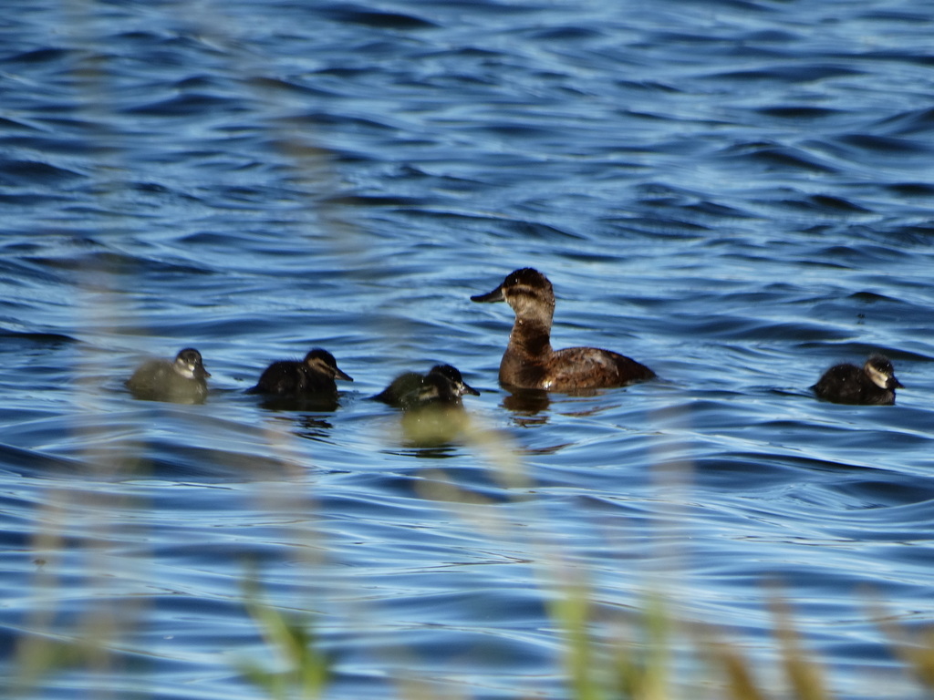Ruddy Duck from Laguna de Acuitlapilco on October 23, 2016 at 08:48 AM ...