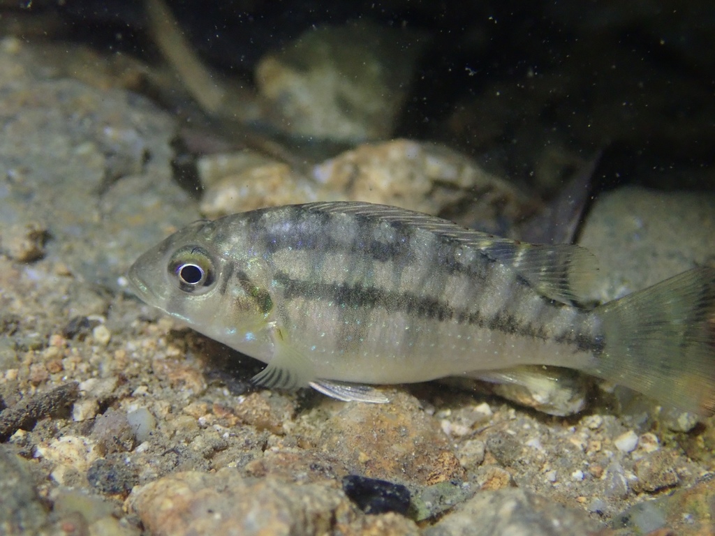 (Coptodon) - Marine Life Identification