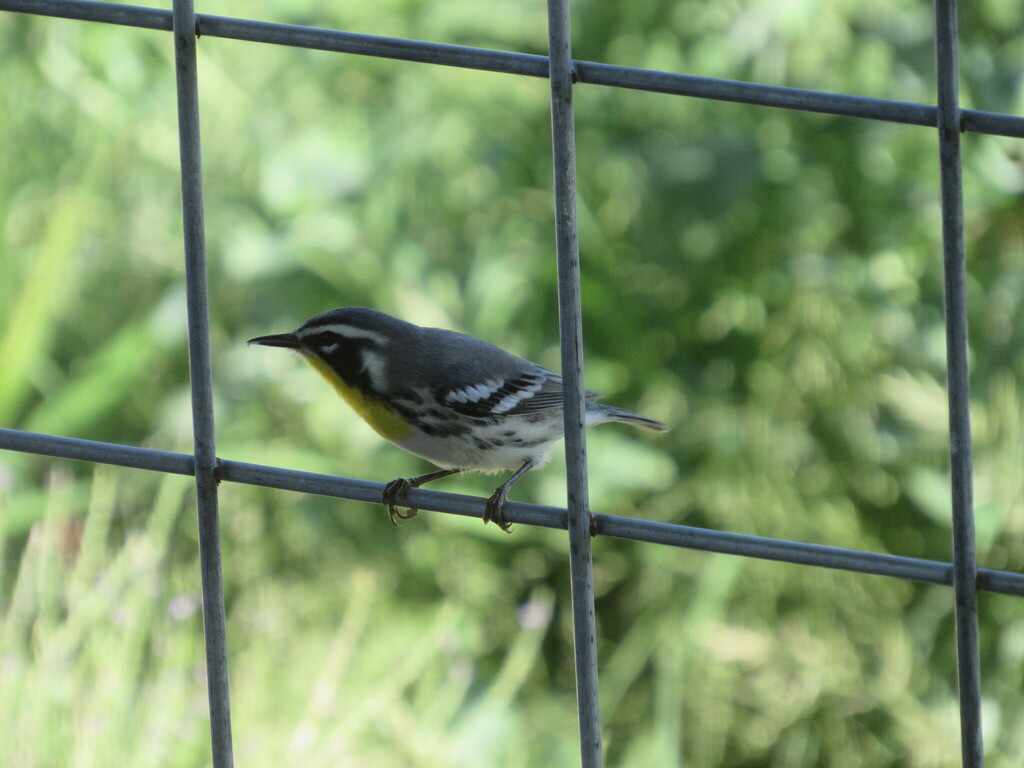 Yellow-throated Warbler from Gillespie County, TX, USA on July 30, 2025 ...