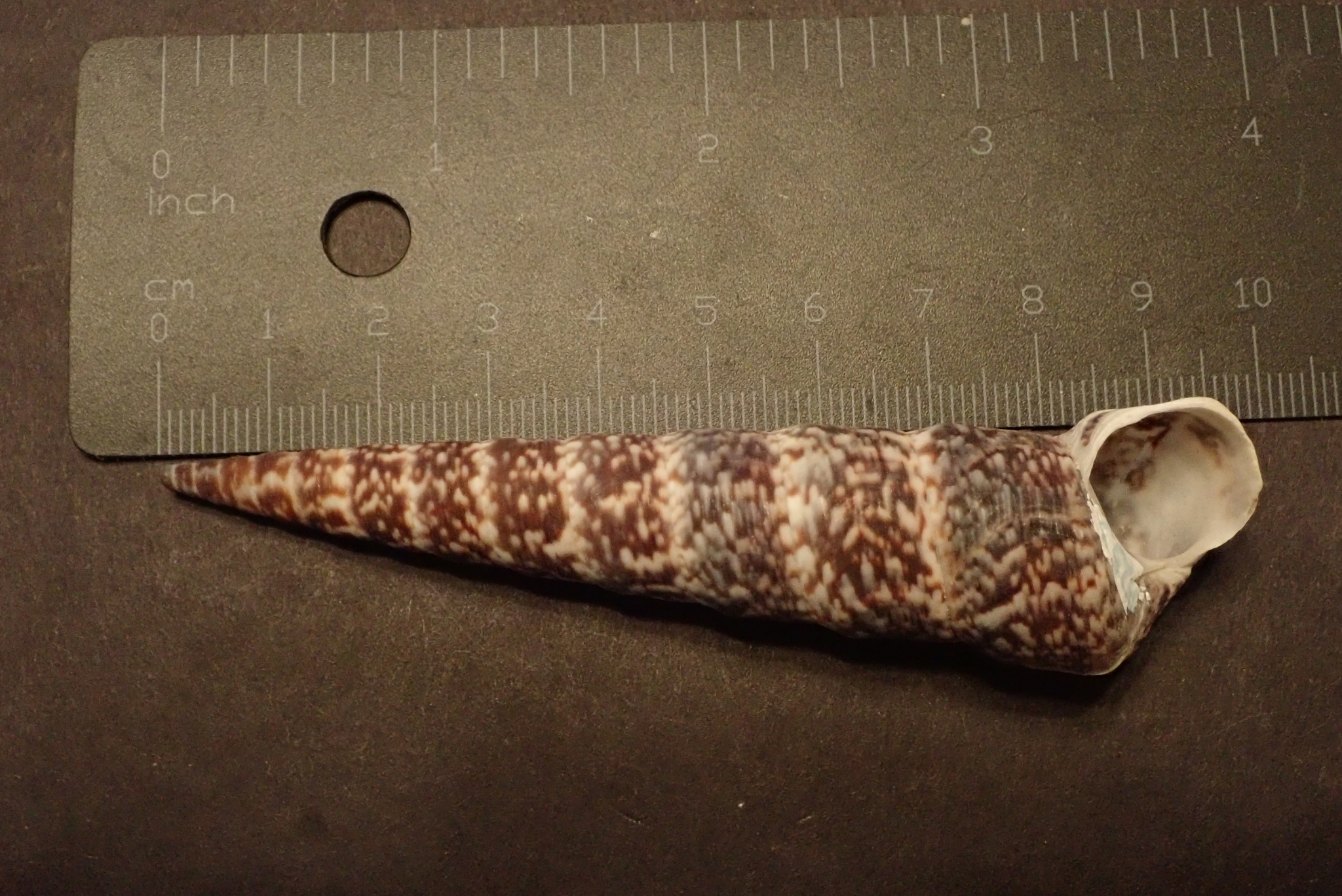 Turritella gonostoma Valenciennes, 1832