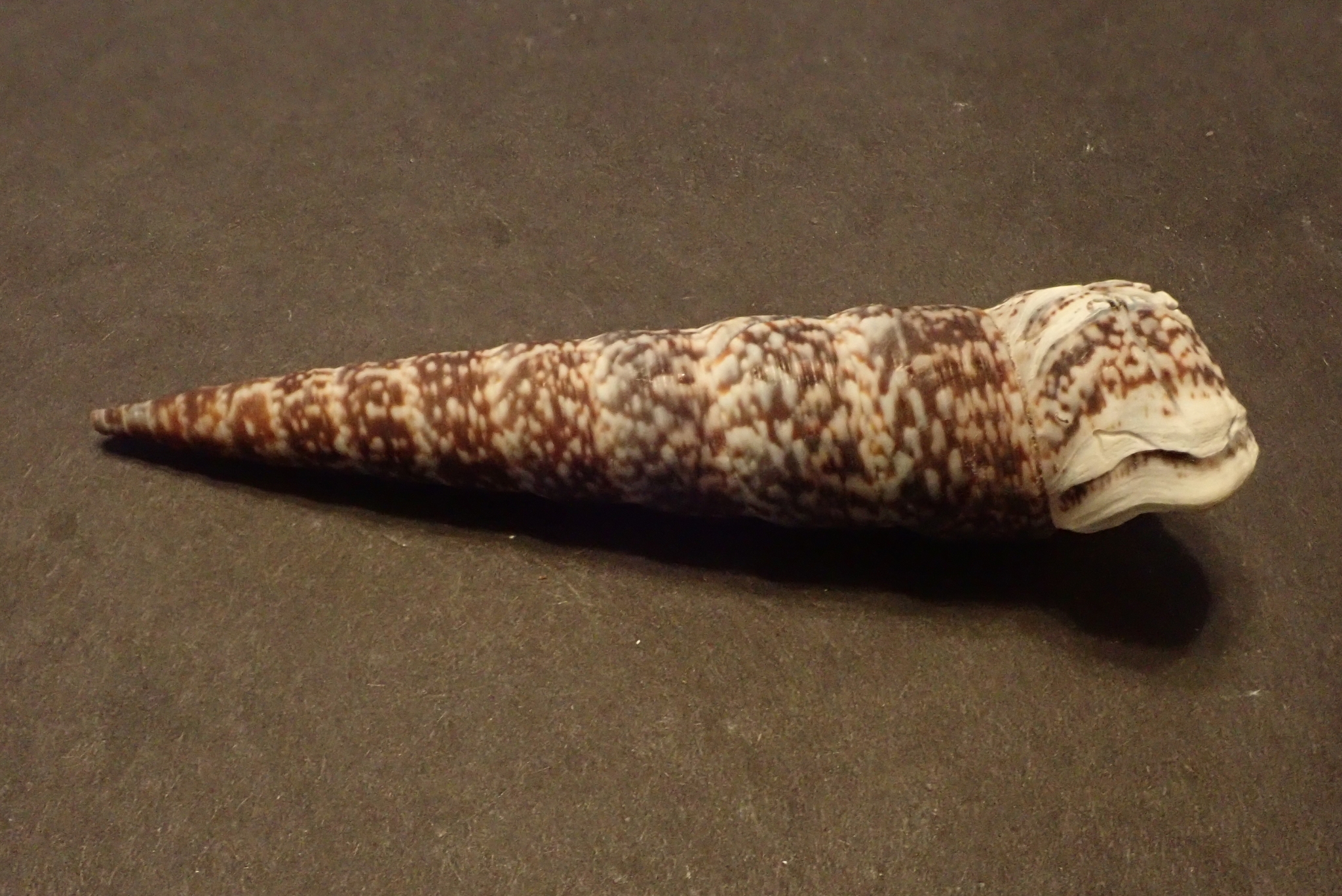 Turritella gonostoma Valenciennes, 1832